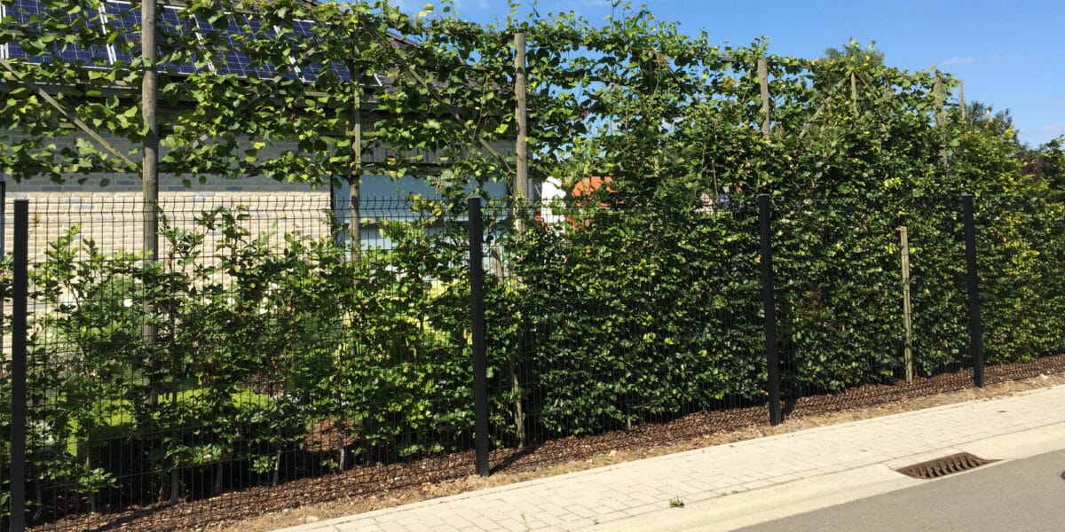 Tuinomheining voortuin: soorten, prijzen & wetgeving [+ inspiratie]